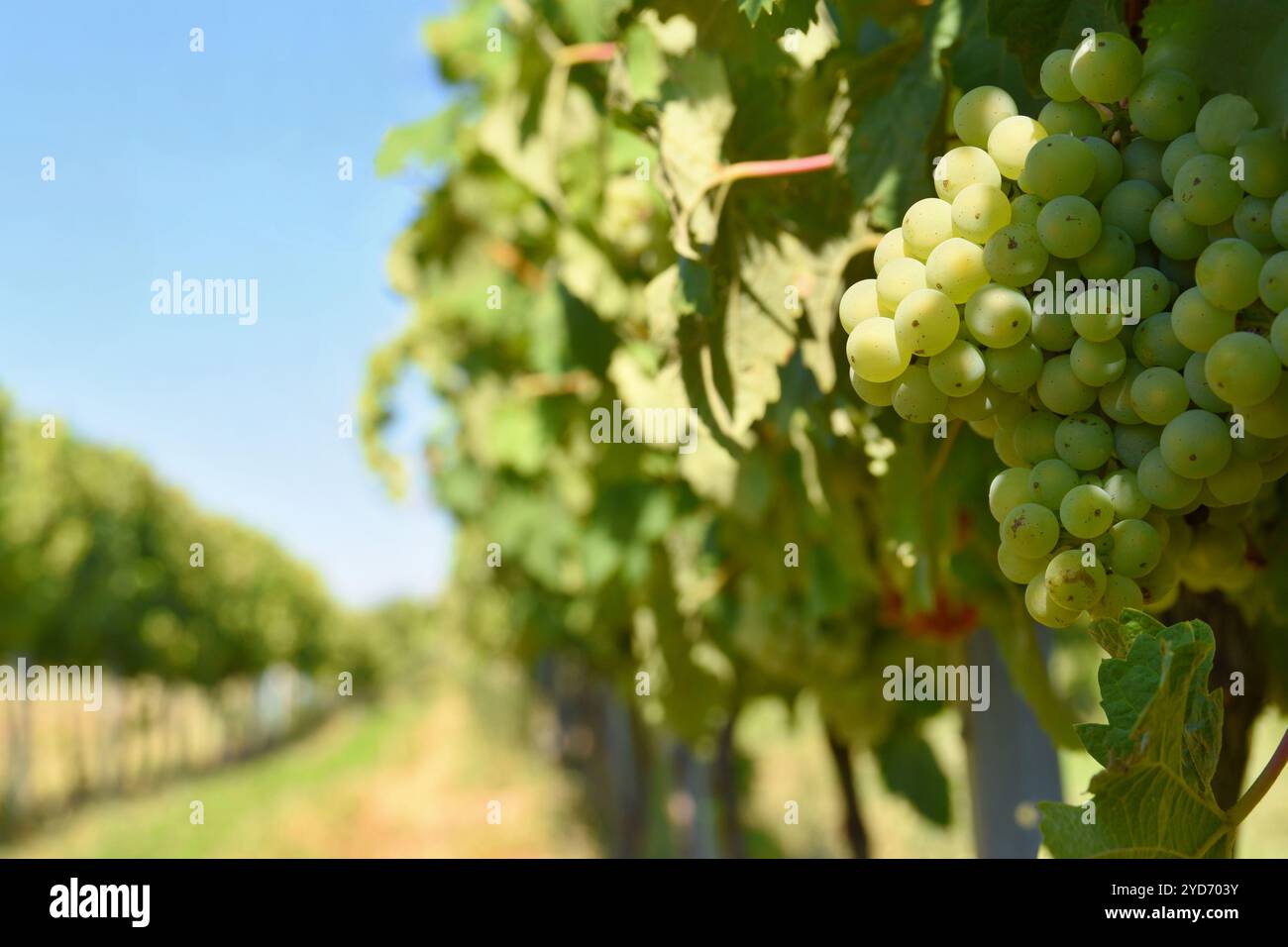 The wine in the vineyard. Wine region of South Moravia Czech Republic ...