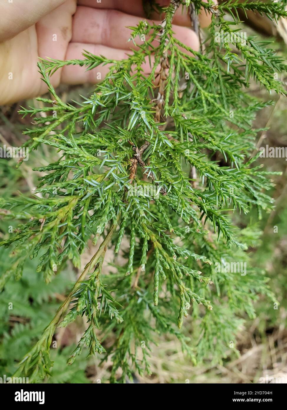Seaside Juniper (Juniperus maritima Stock Photo - Alamy