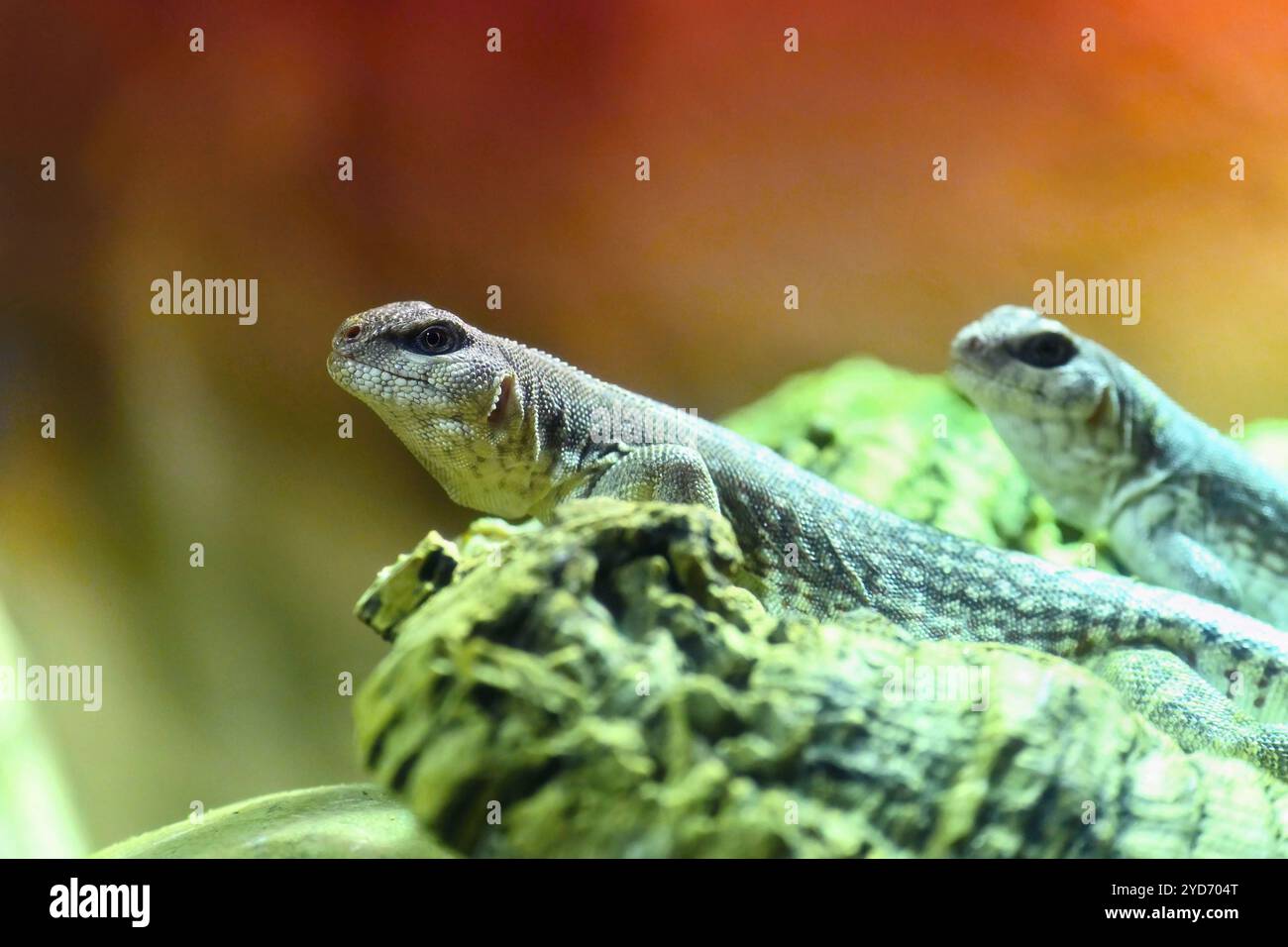 Small green lizards hi-res stock photography and images - Alamy
