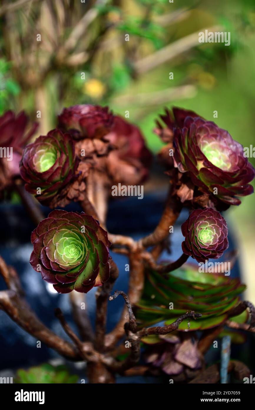 aeonium garnet,aeoniums,variegated aeonium,variegated succulent ...