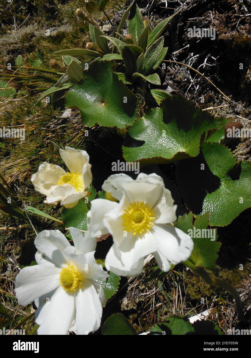 Mount Cook lily (Ranunculus lyallii Stock Photo - Alamy
