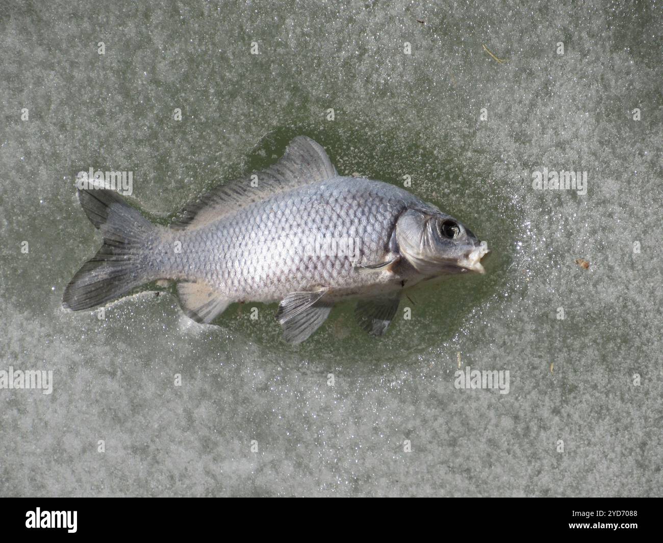 European Carp (Cyprinus carpio Stock Photo - Alamy