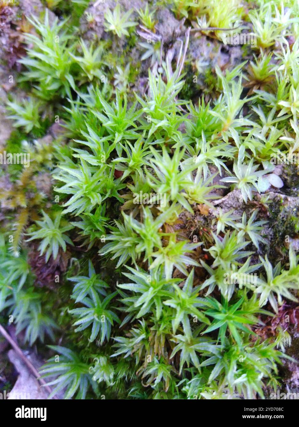 Catherine's moss (Atrichum undulatum Stock Photo - Alamy