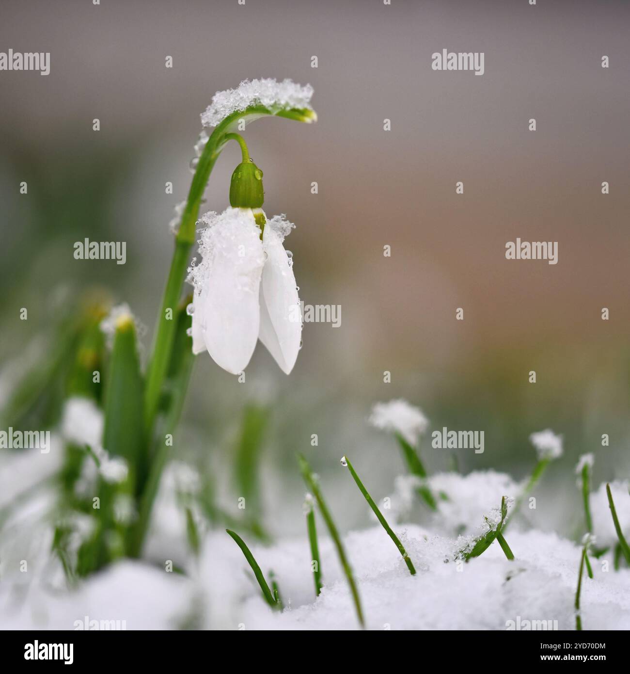 Snowdrops. First beautiful small white spring flowers in winter time ...