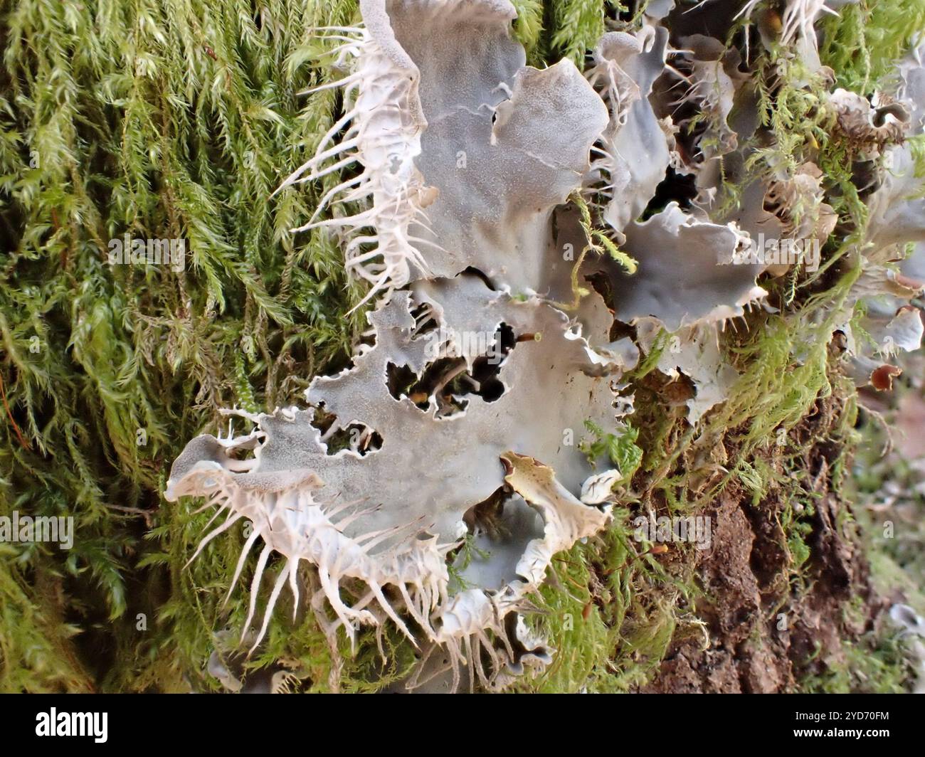 membranous pelt lichen (Peltigera membranacea Stock Photo - Alamy