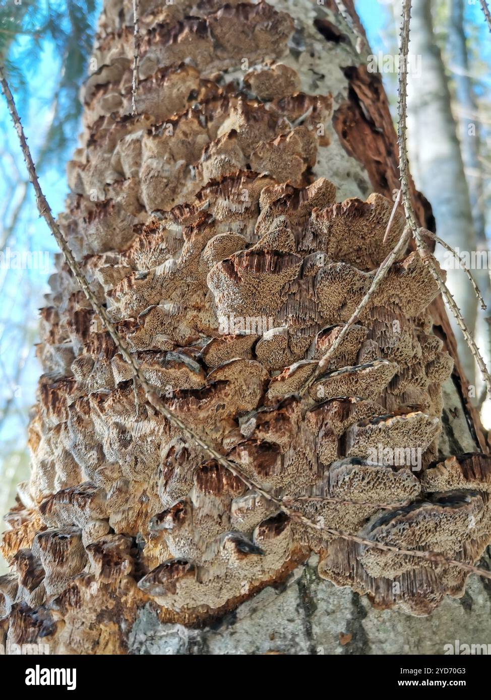 Alder Bracket (Mensularia radiata Stock Photo - Alamy