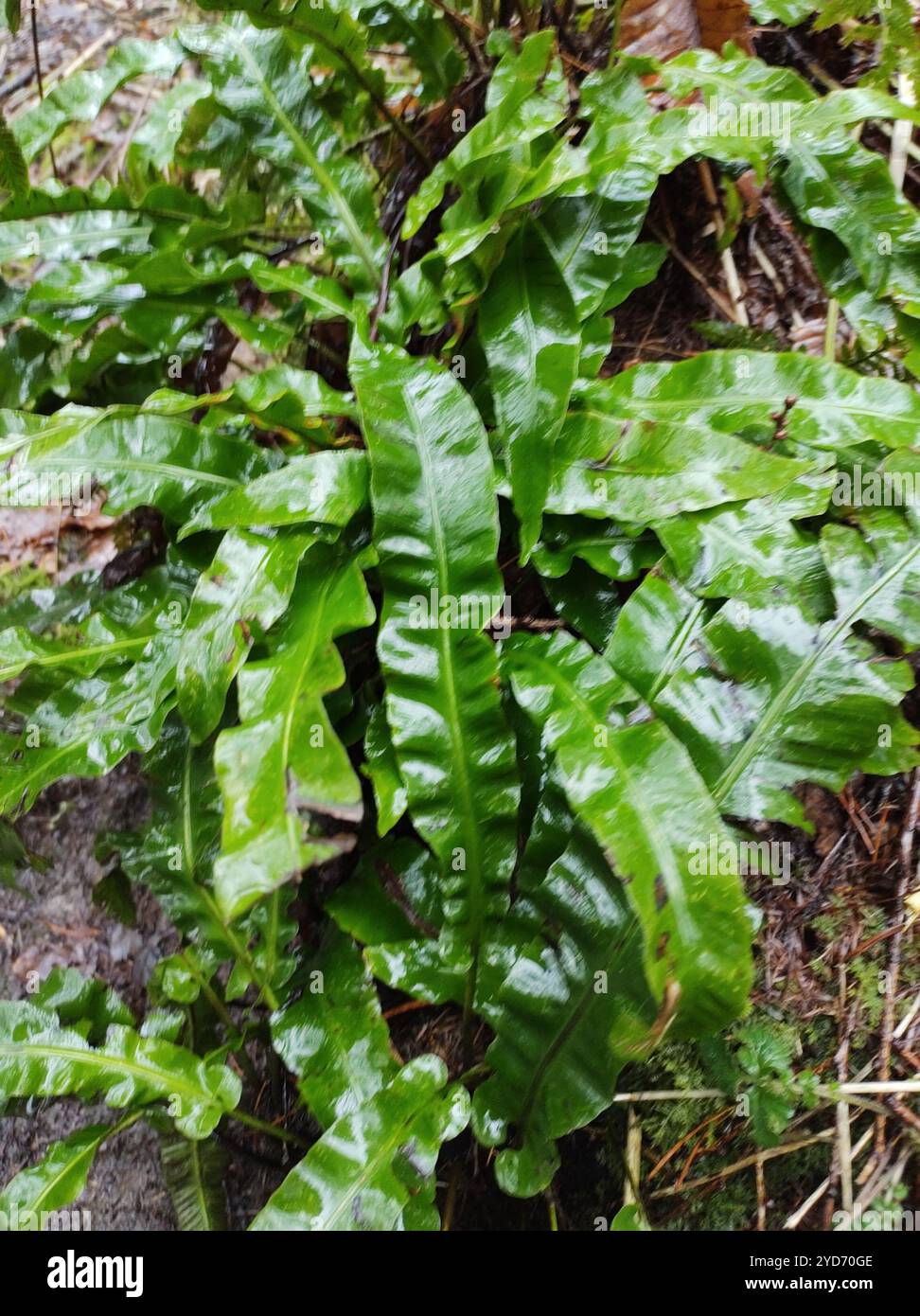 European Hart's-tongue Fern (Asplenium scolopendrium scolopendrium ...