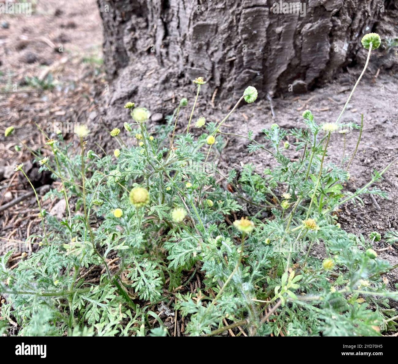 Common Cotula (Cotula australis Stock Photo - Alamy