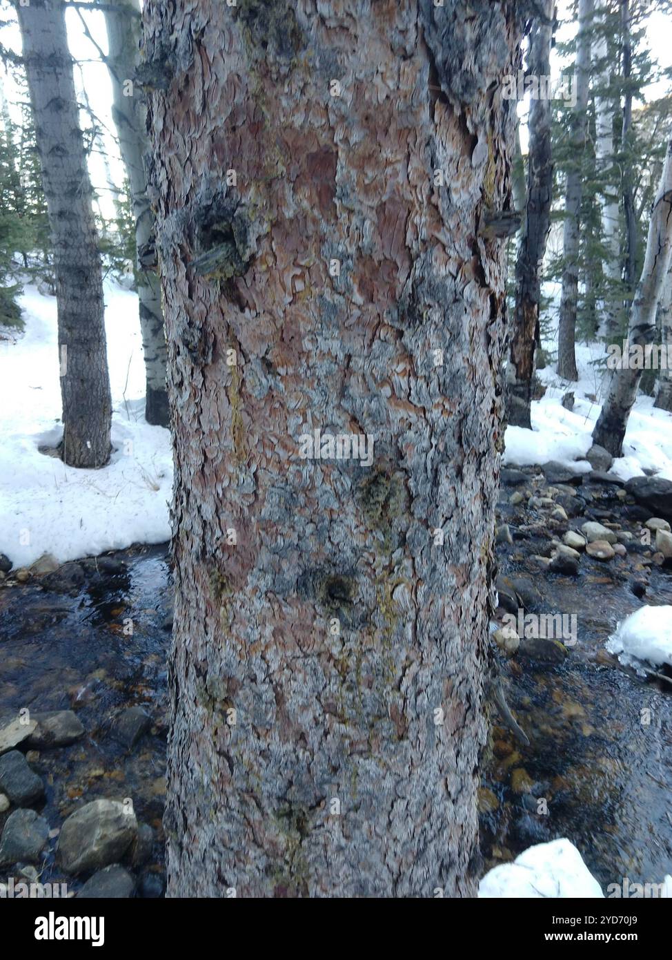 Engelmann spruce (Picea engelmannii Stock Photo - Alamy