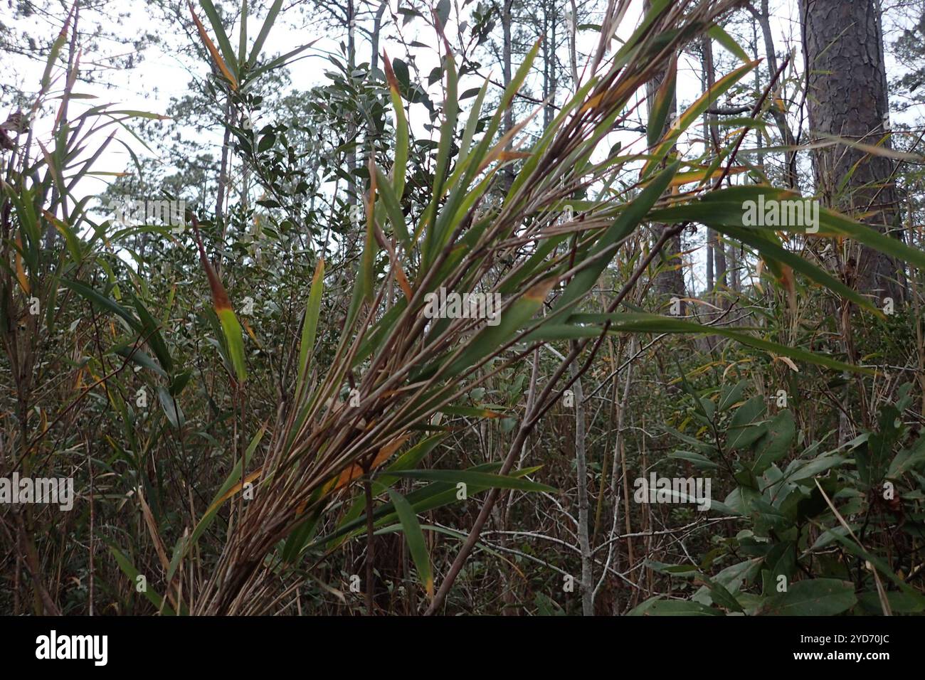switch cane (Arundinaria tecta Stock Photo - Alamy