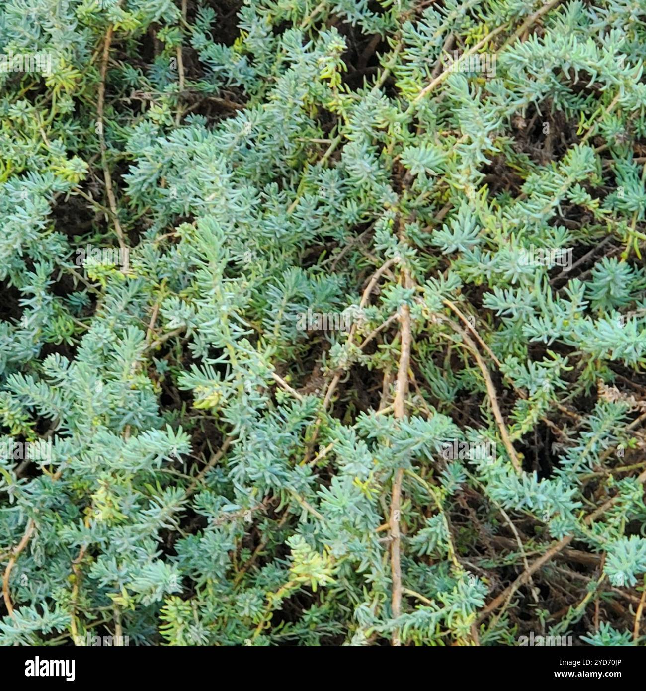 Woolly Seablite (Suaeda taxifolia Stock Photo - Alamy