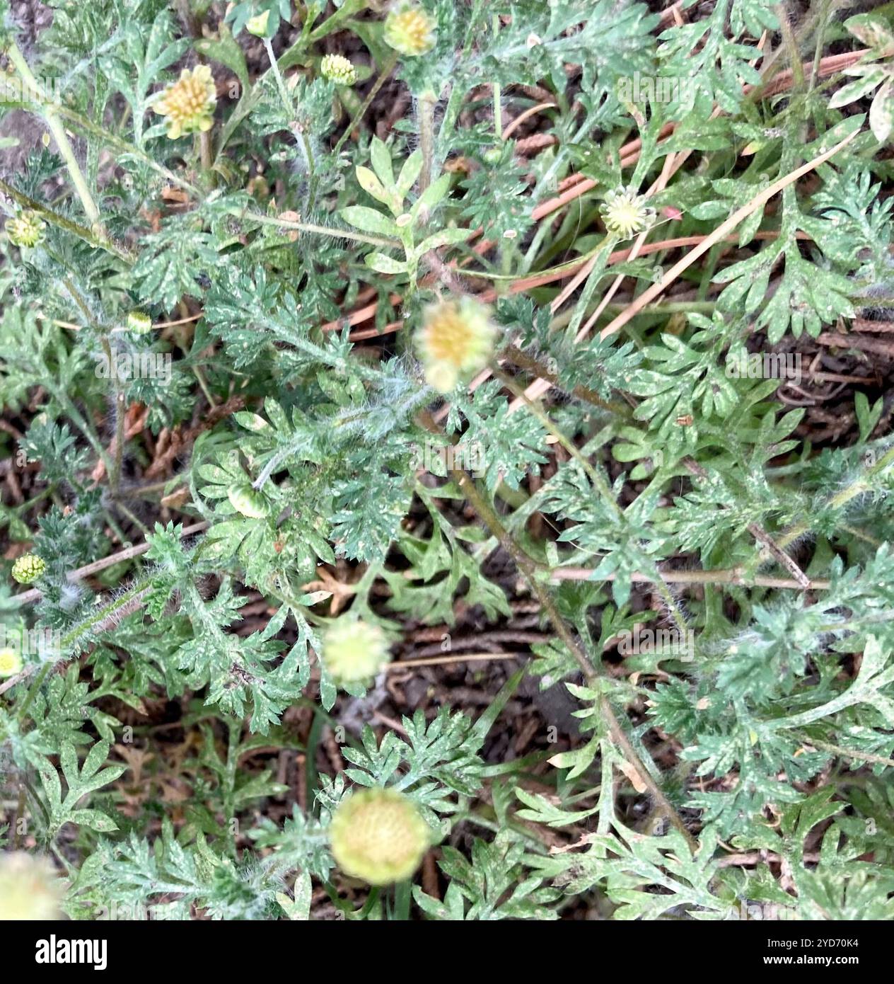 Common Cotula (Cotula australis Stock Photo - Alamy