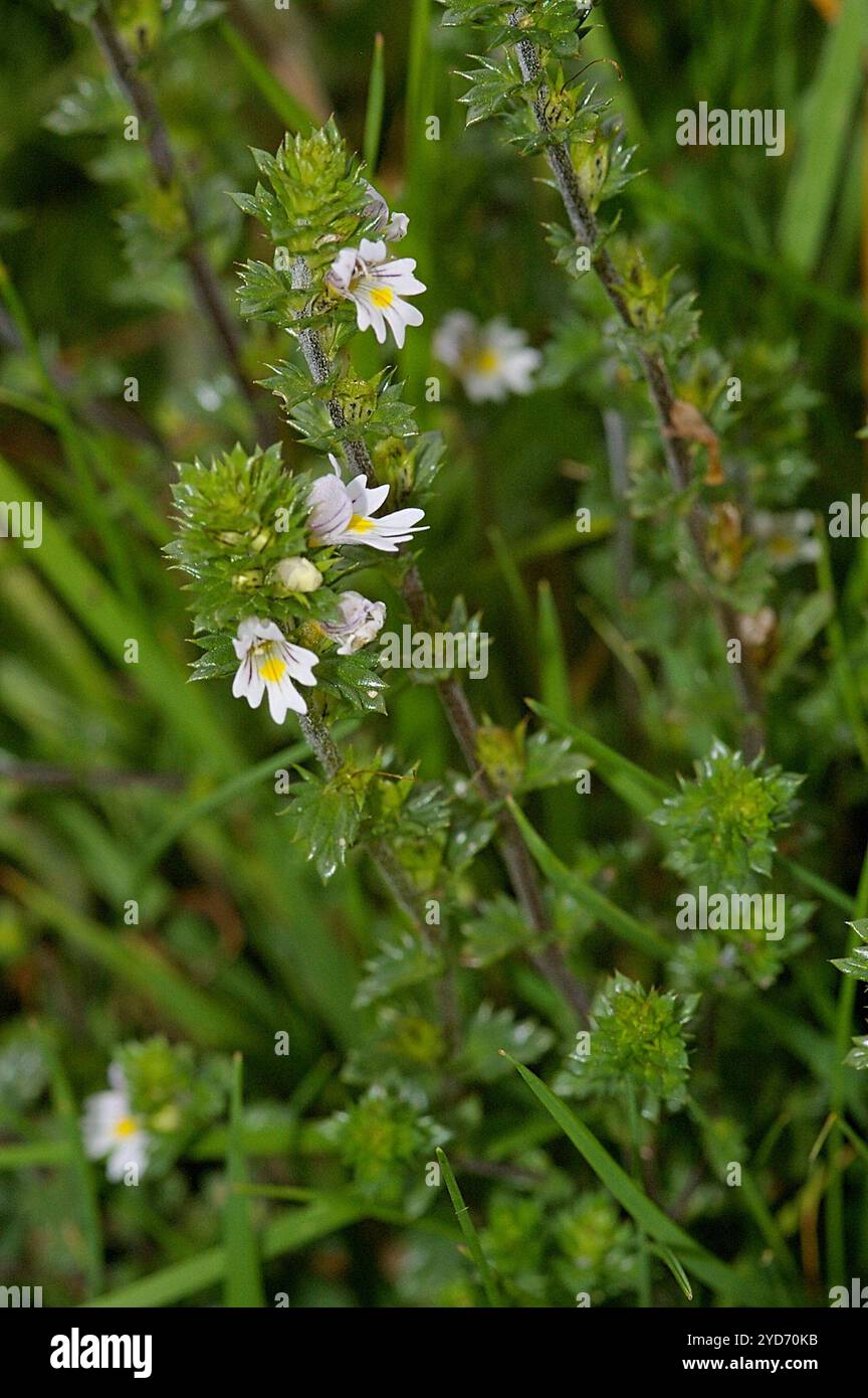 Common Eyebright (Euphrasia nemorosa Stock Photo - Alamy