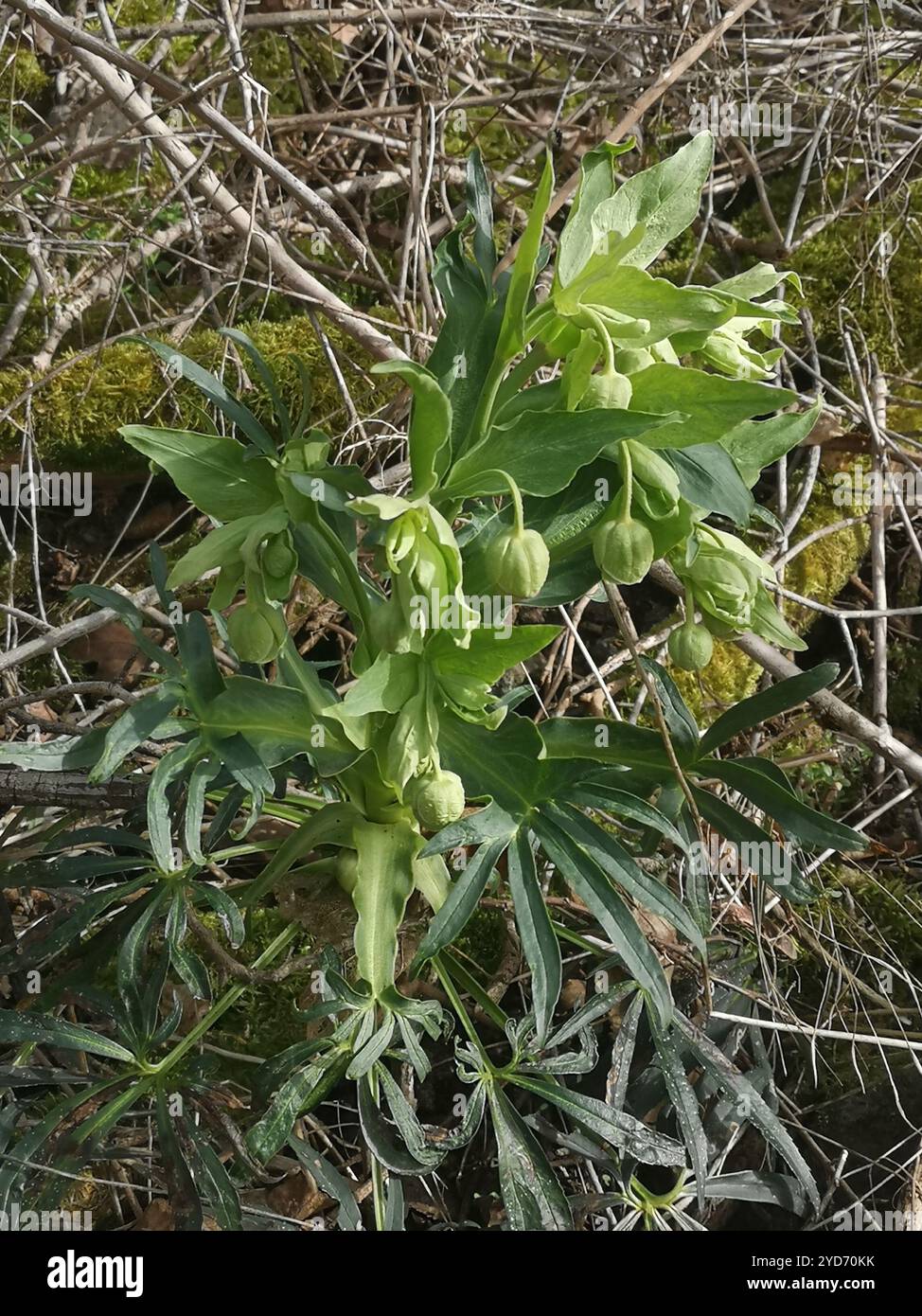 Stinking hellebore (Helleborus foetidus Stock Photo - Alamy
