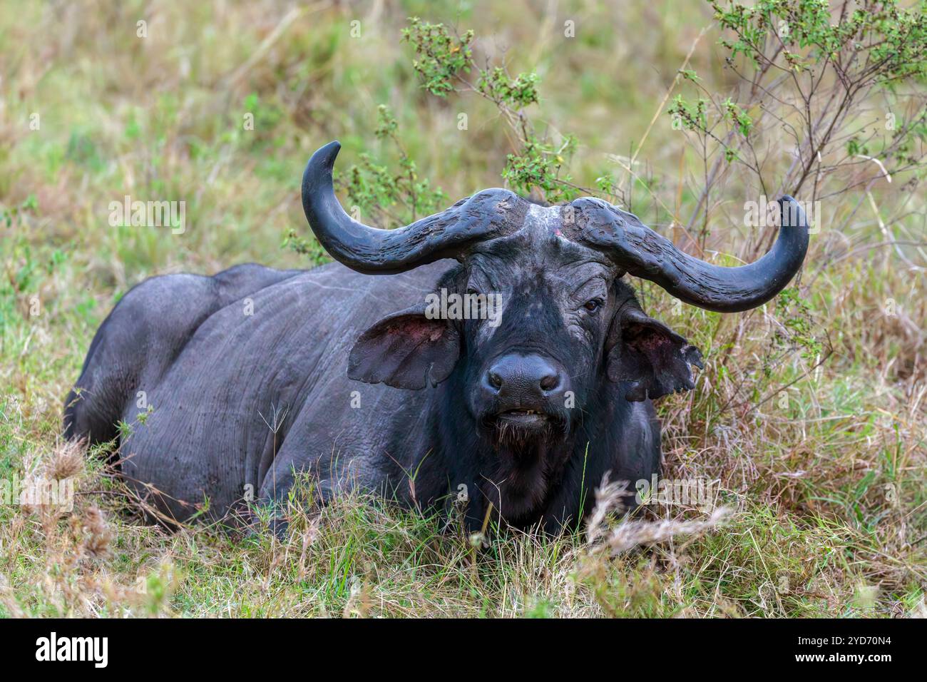 African buffalo male hi-res stock photography and images - Alamy
