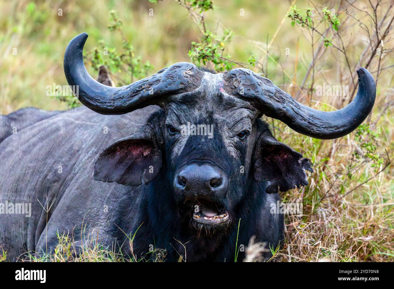 The African buffalo is closely related to other buffalo species , with ...