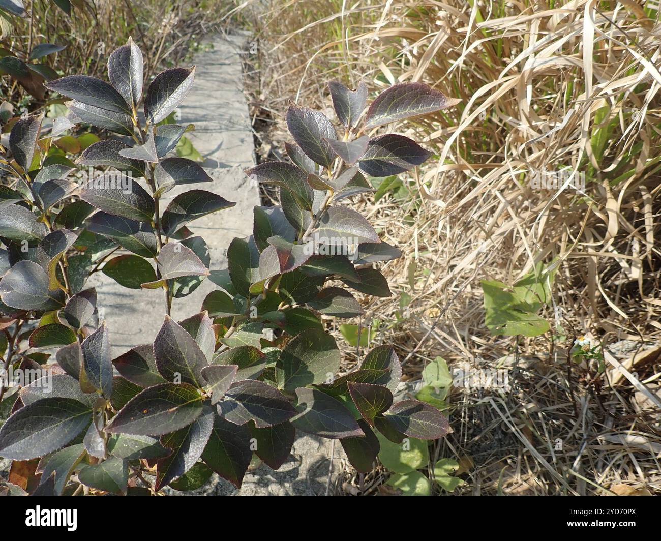 sapphire-berry (Symplocos paniculata Stock Photo - Alamy