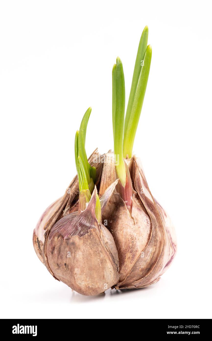 Single Old big Sprouted Garlic bulb with fresh green sprouts white ...