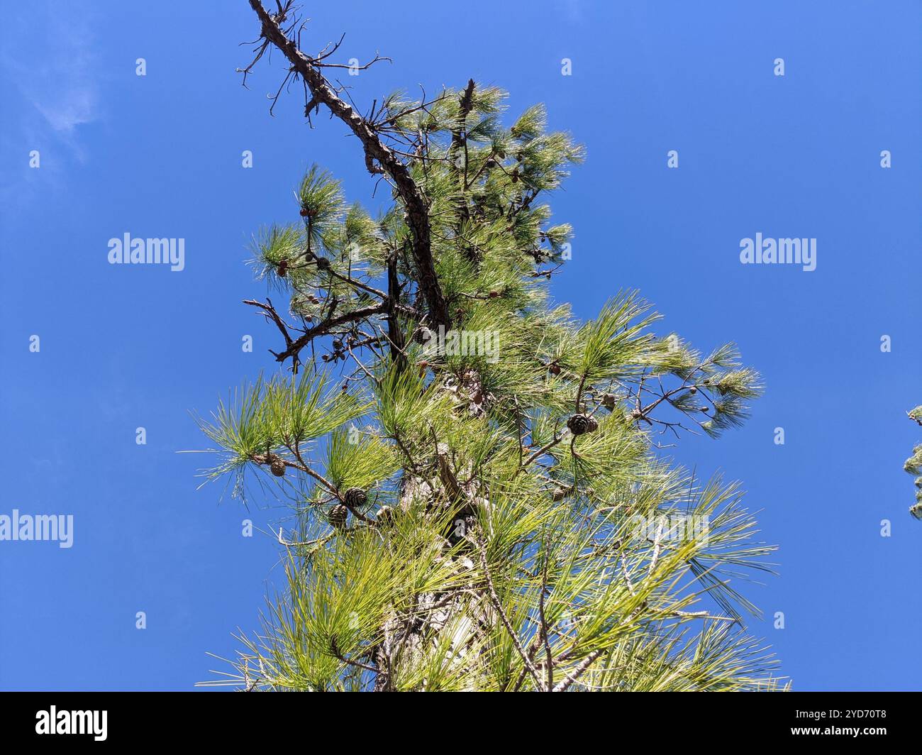 pond pine (Pinus serotina Stock Photo - Alamy