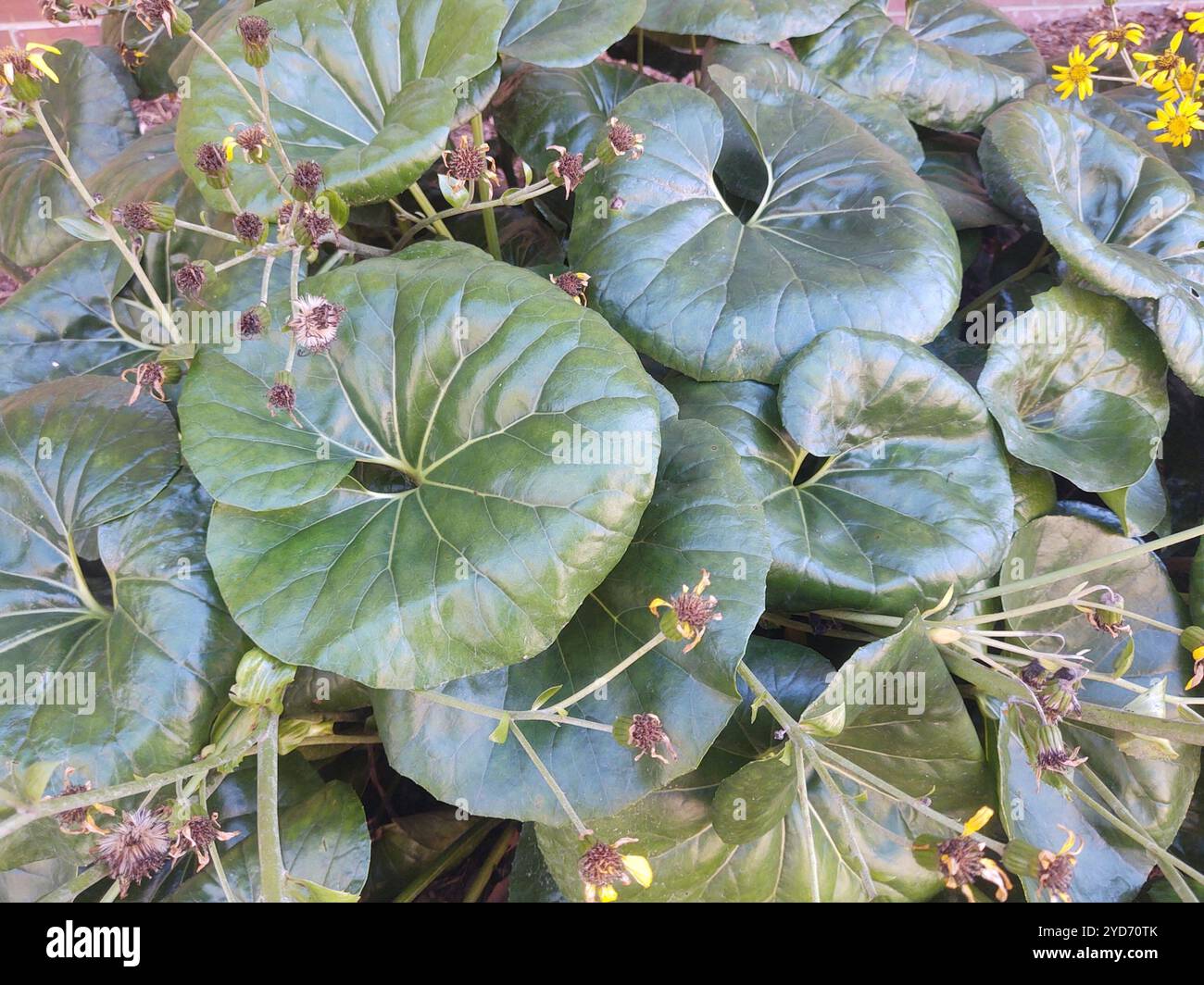 leopard-plant (Farfugium japonicum Stock Photo - Alamy