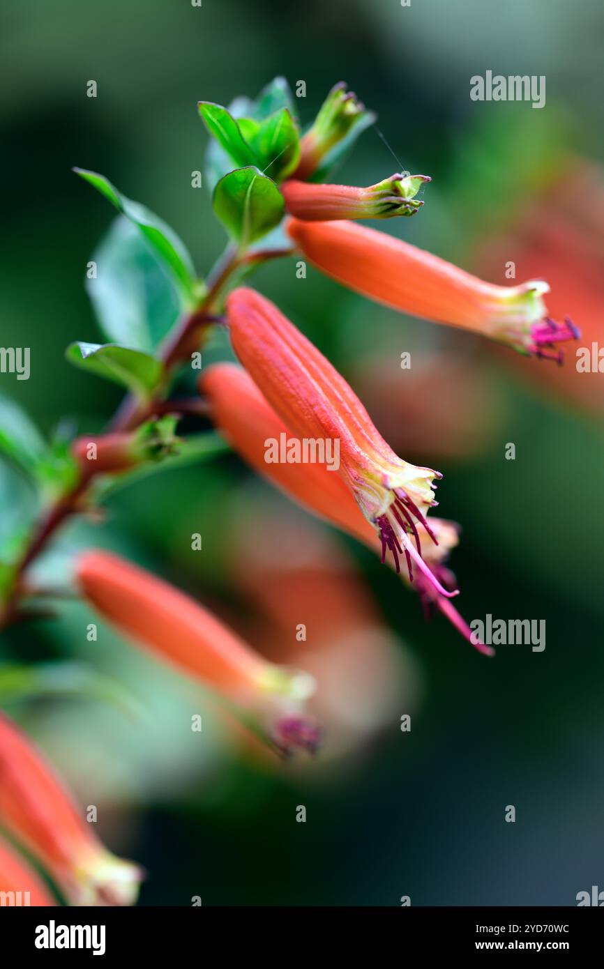 cuphea david verity,racemes,coral red orange tubular flowers,shrub ...