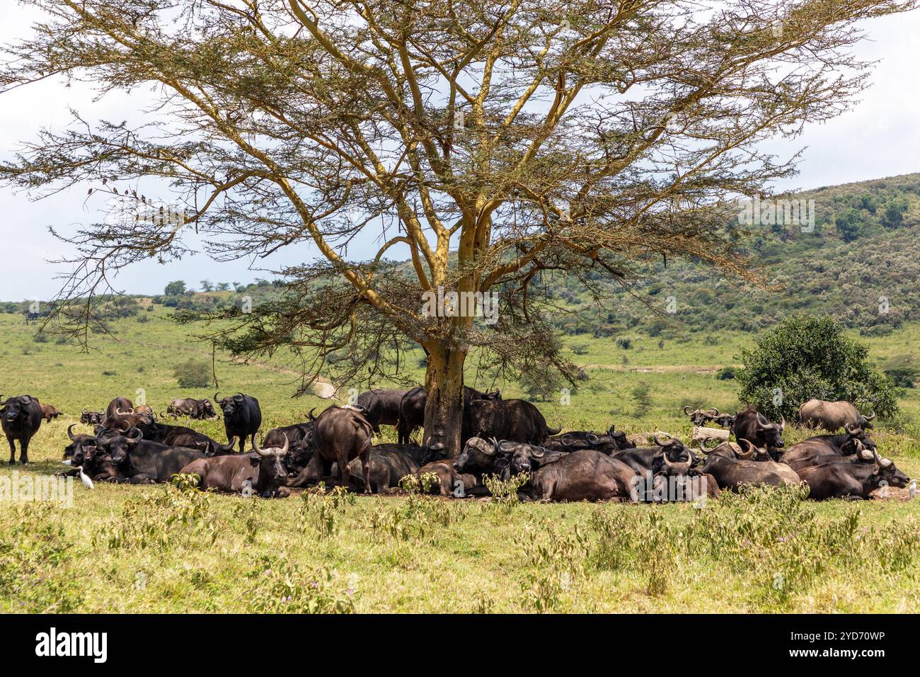 The African buffalo is closely related to other buffalo species , with ...