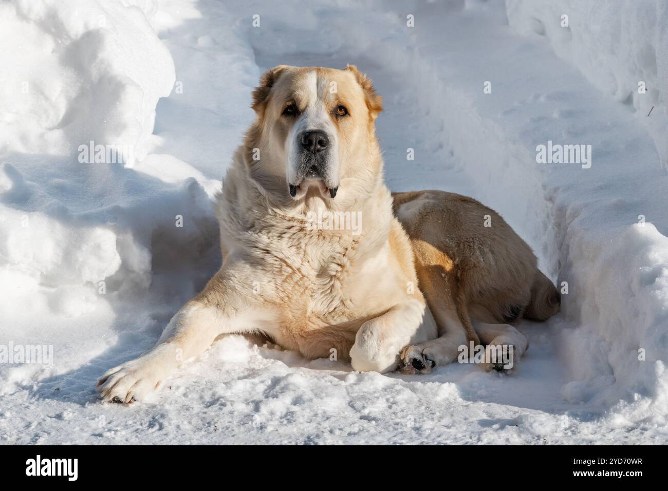 White dog alabai lies down hi-res stock photography and images - Alamy