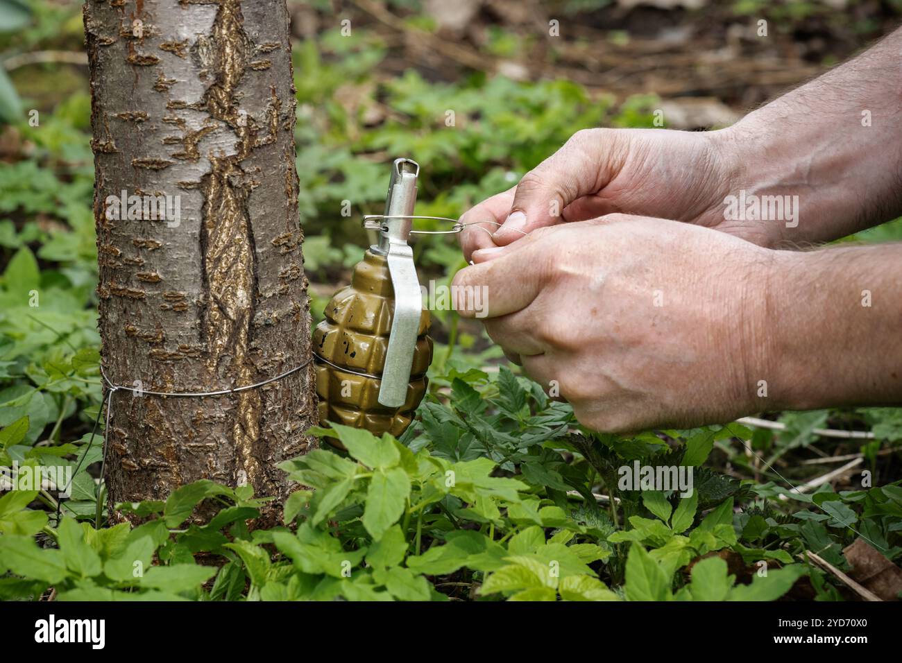 Booby Trap Landmine made from hand grenade with tripwire installed on ...