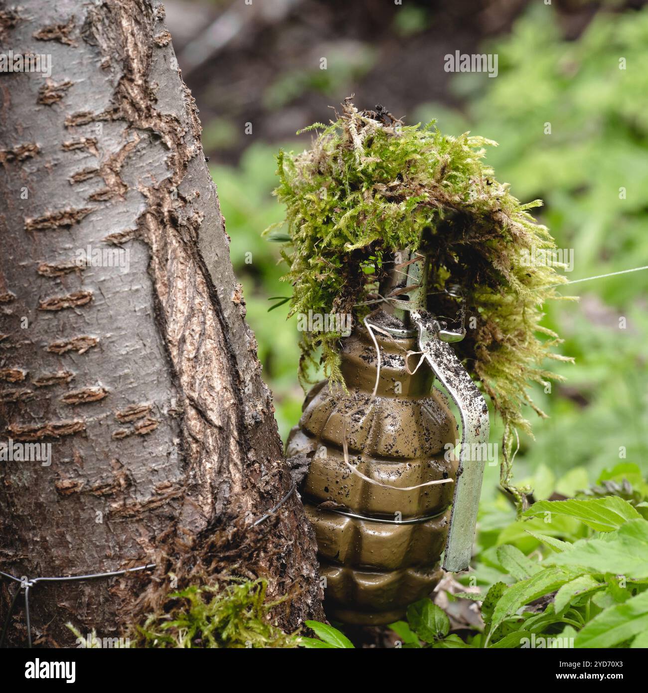 Booby Trap Landmine made from hand grenade with tripwire installed on ...