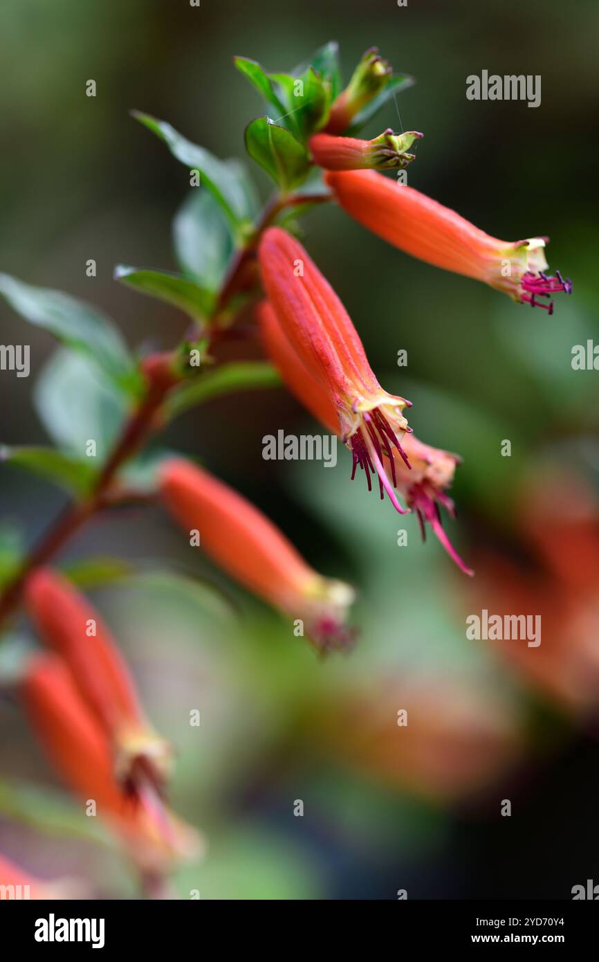 Large firecracker plant hi-res stock photography and images - Alamy