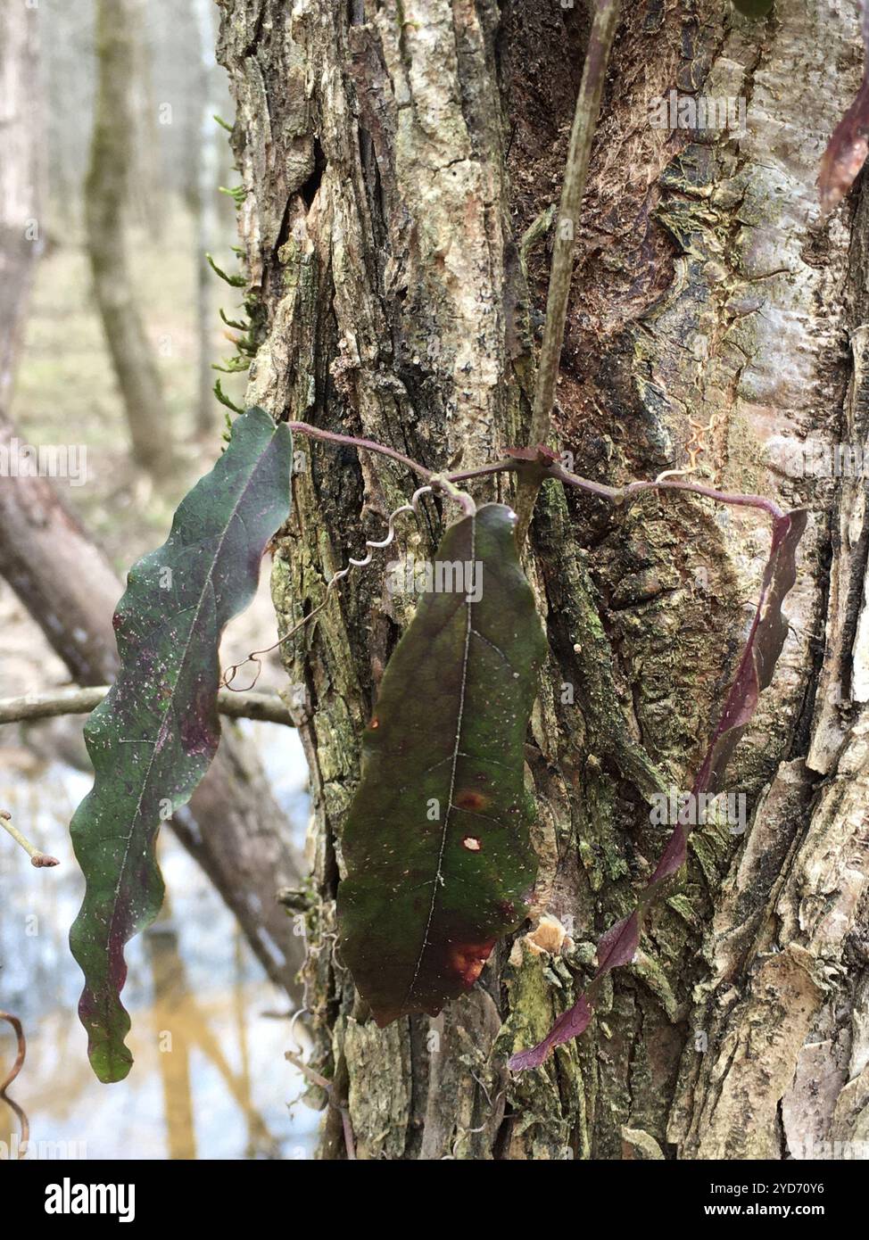 cross vine (Bignonia capreolata Stock Photo - Alamy