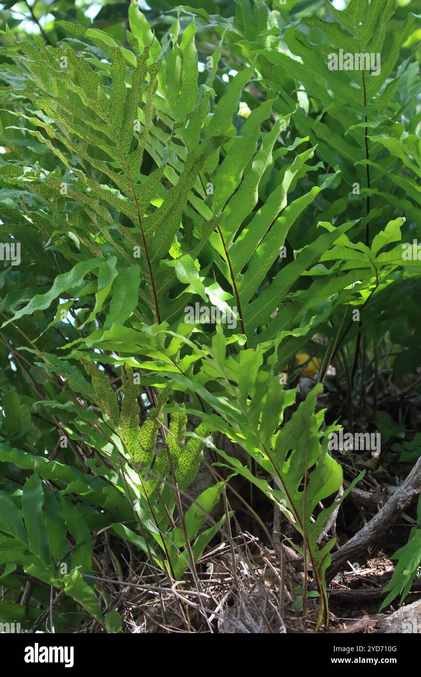 polypody family (Polypodiaceae Stock Photo - Alamy