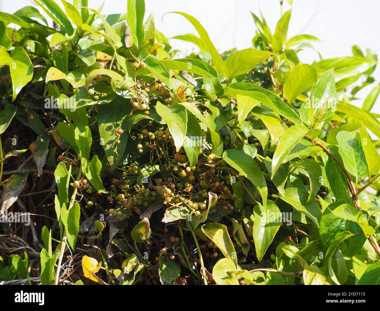 skunk vine (Paederia foetida Stock Photo - Alamy