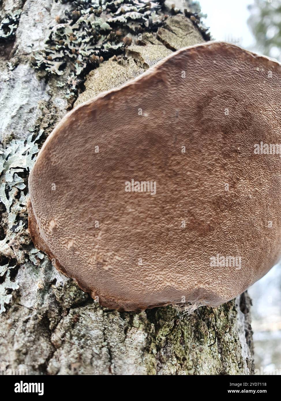 Aspen Bracket (Phellinus tremulae Stock Photo - Alamy
