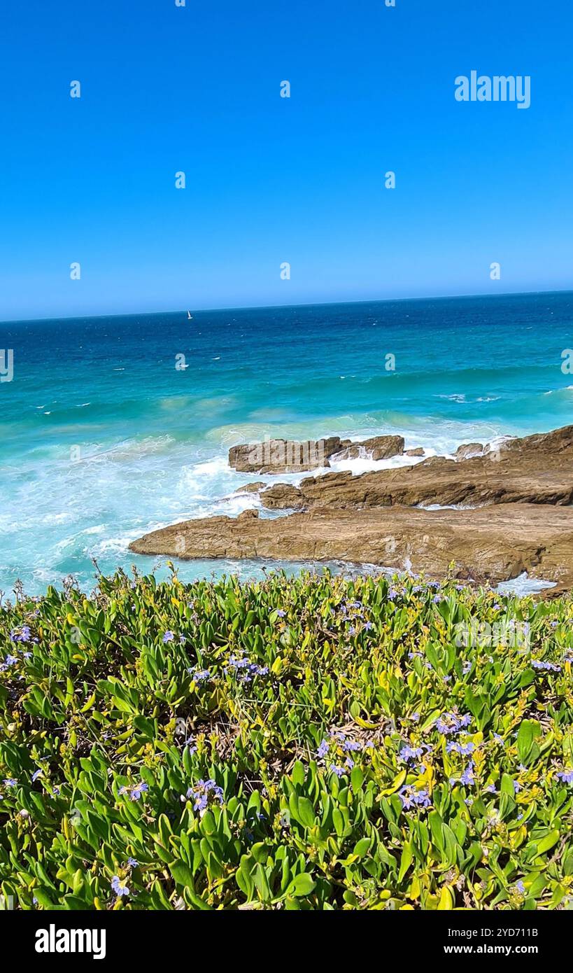 dune fan-flower (Scaevola calendulacea Stock Photo - Alamy
