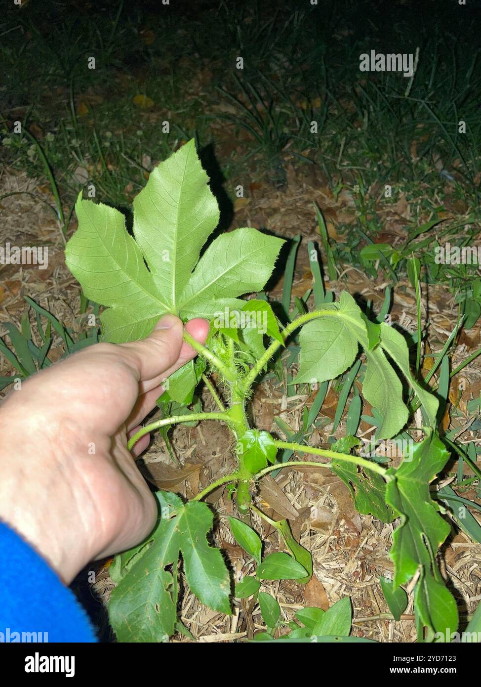 Bellyache bush jatropha gossypiifolia hi-res stock photography and ...