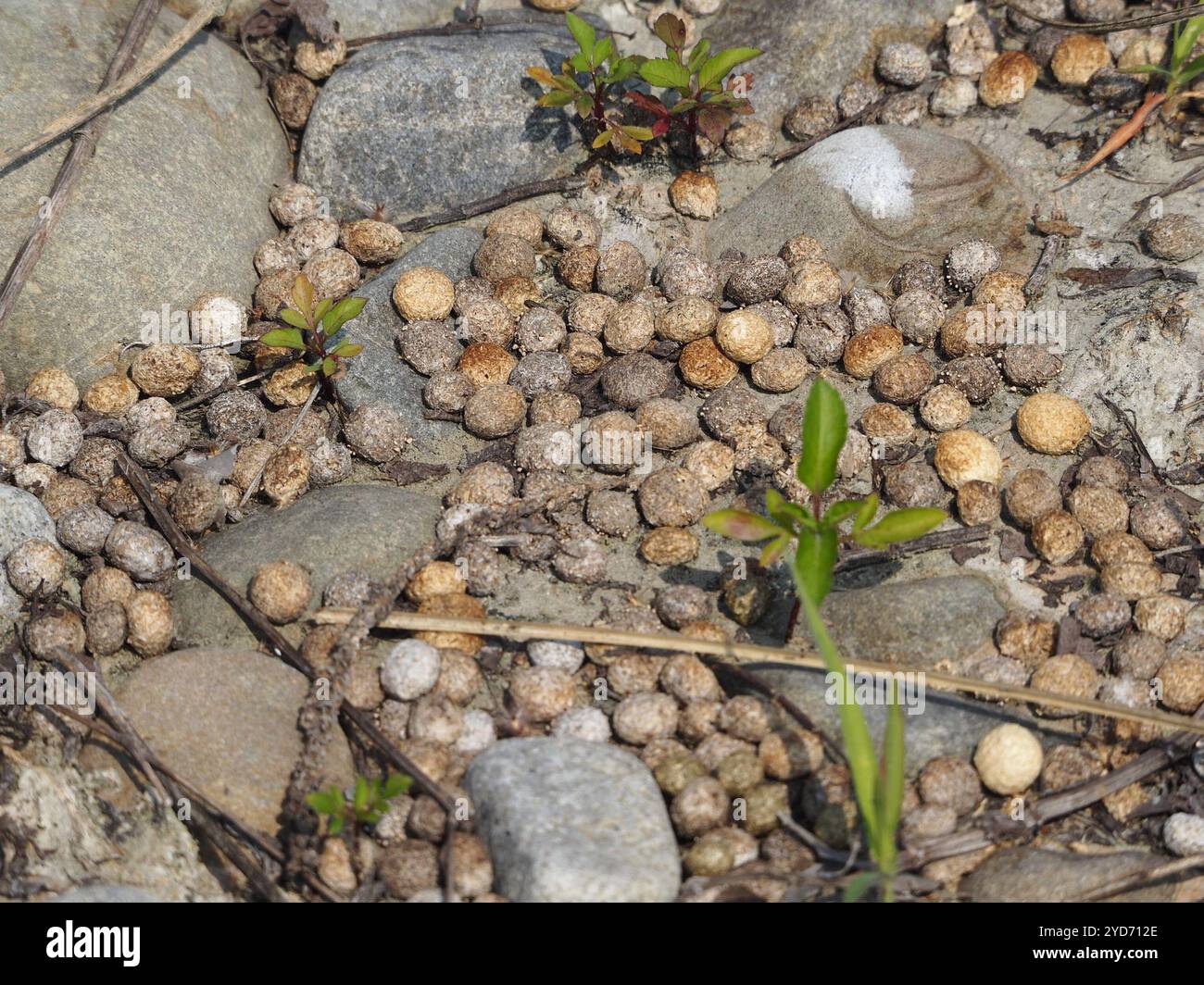 Taiwan Hare (Lepus sinensis formosus Stock Photo - Alamy