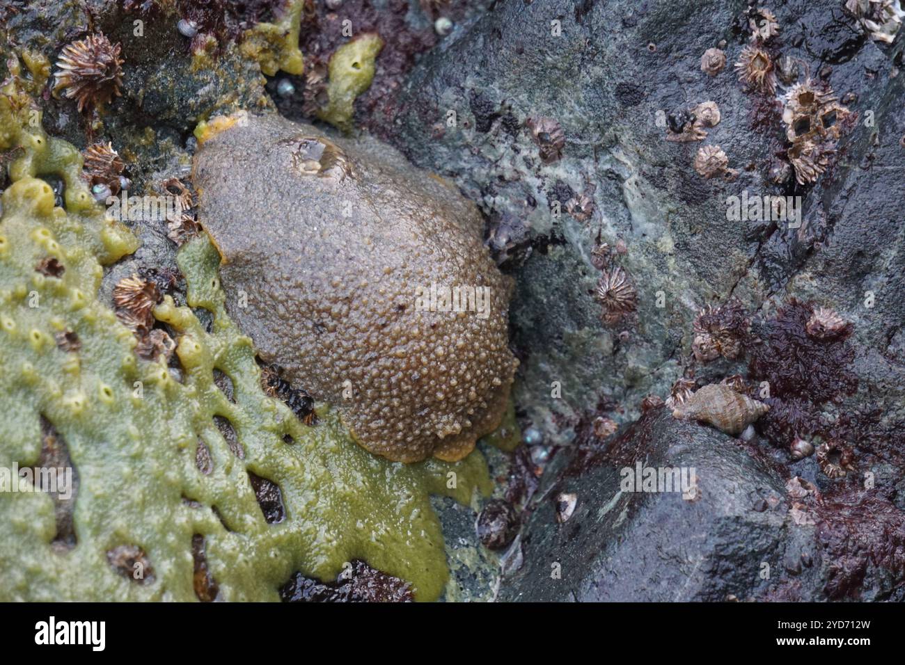 Monterey Dorid (Doris montereyensis Stock Photo - Alamy