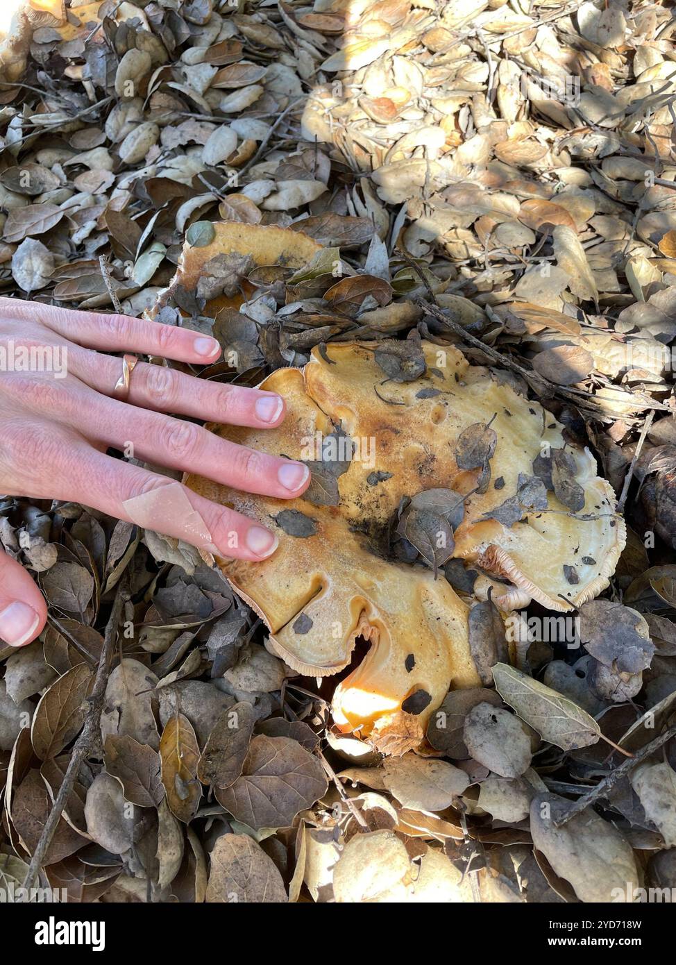 Golden milkcap hi-res stock photography and images - Alamy