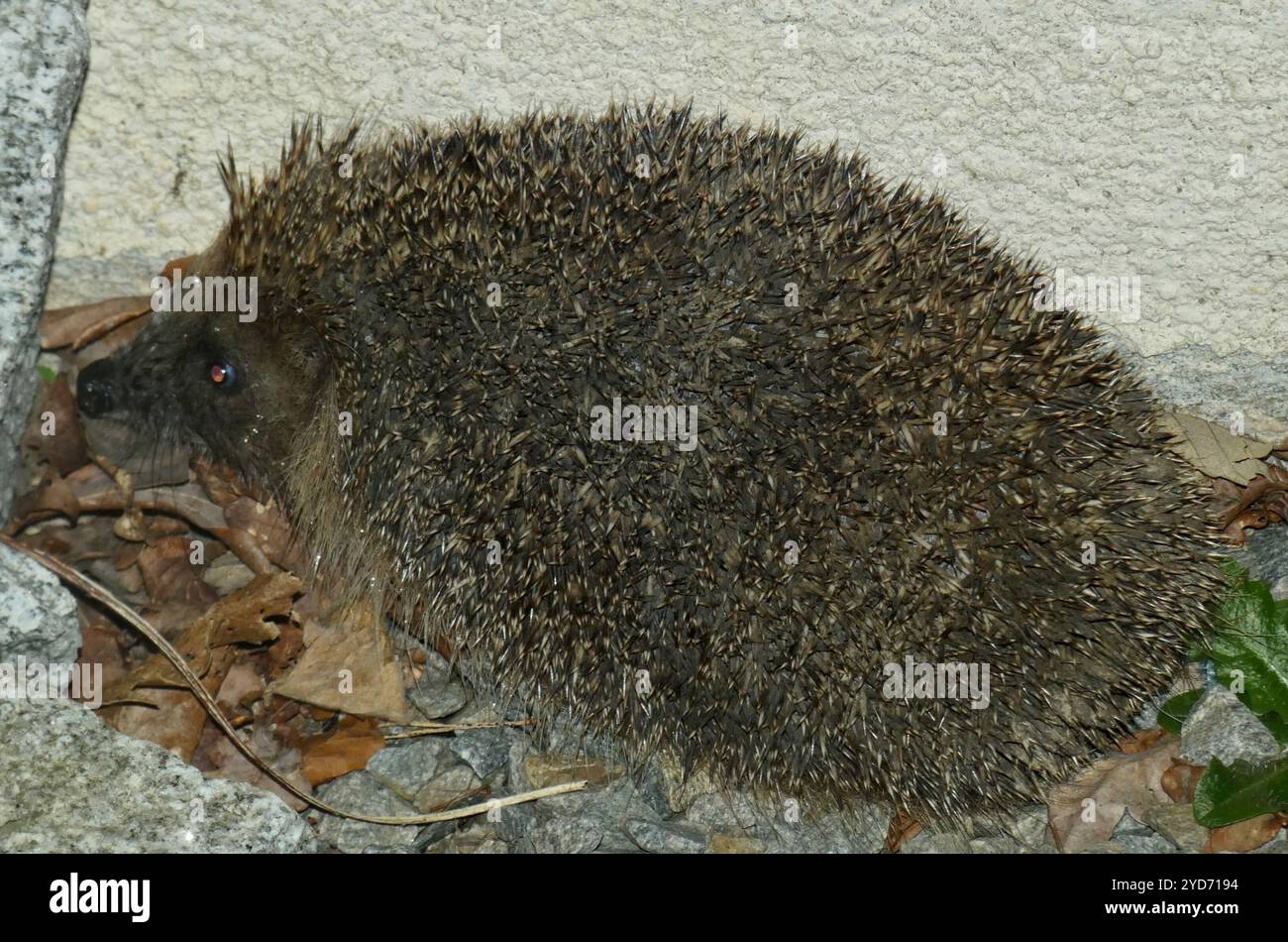 Common Hedgehog (Erinaceus europaeus Stock Photo - Alamy