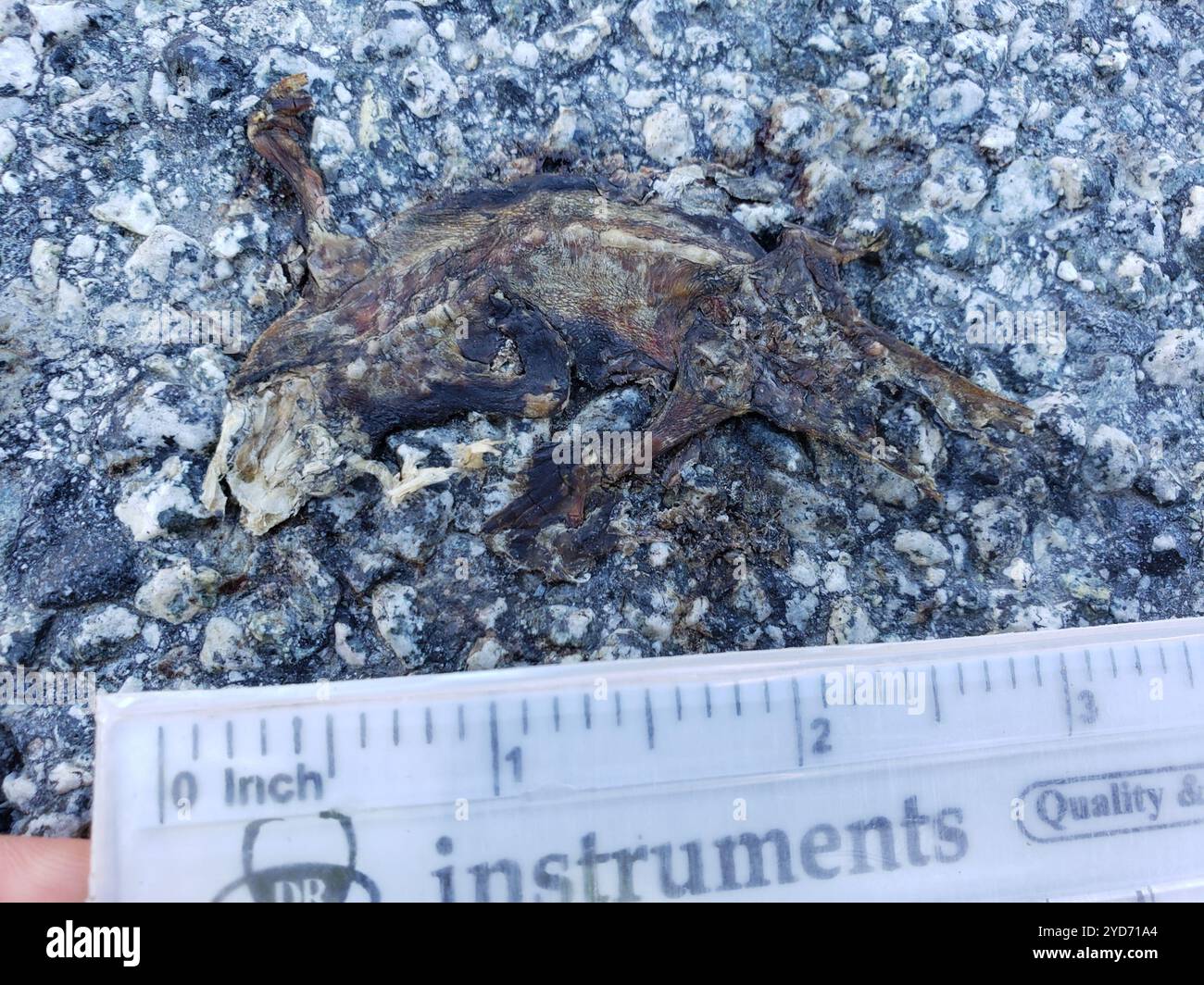 Pacific Newts (Taricha Stock Photo - Alamy