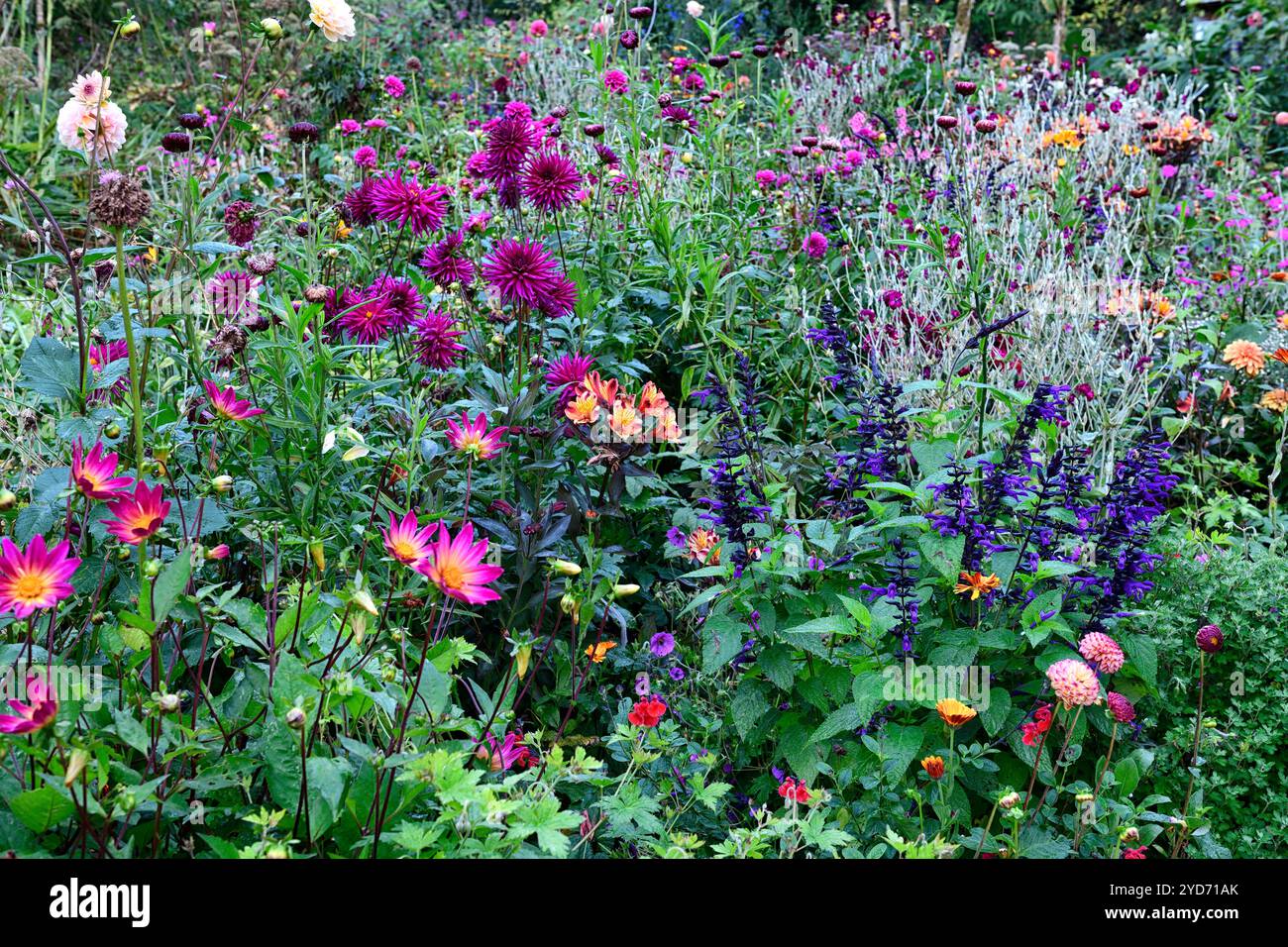 dahlia purple flame,dahlias,salvia,alstroemeria indian summer,,mixed ...