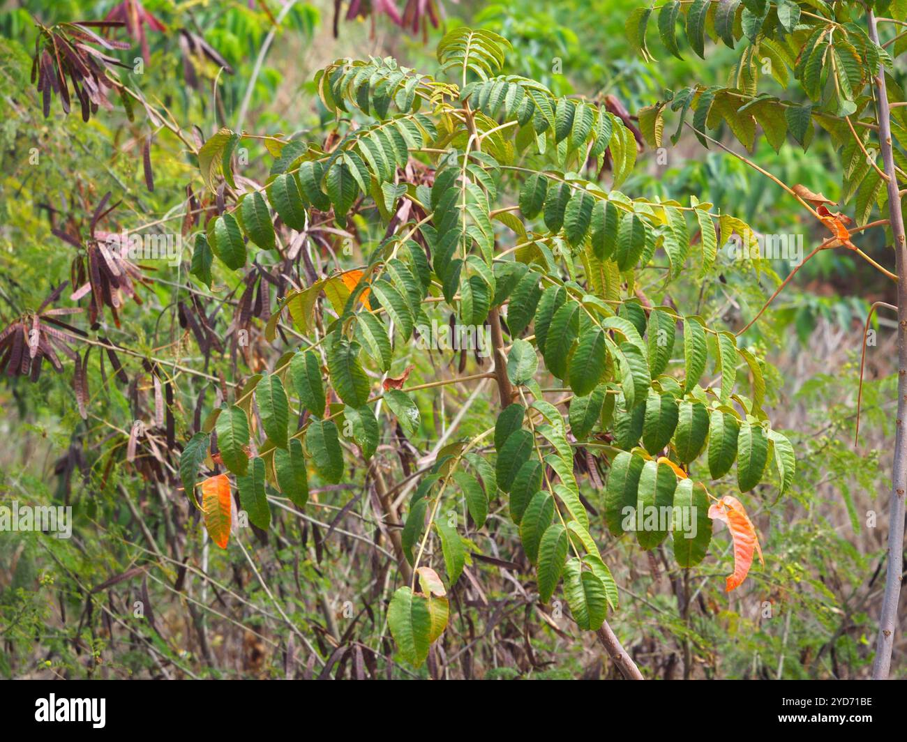 (Rhus chinensis roxburghii Stock Photo - Alamy