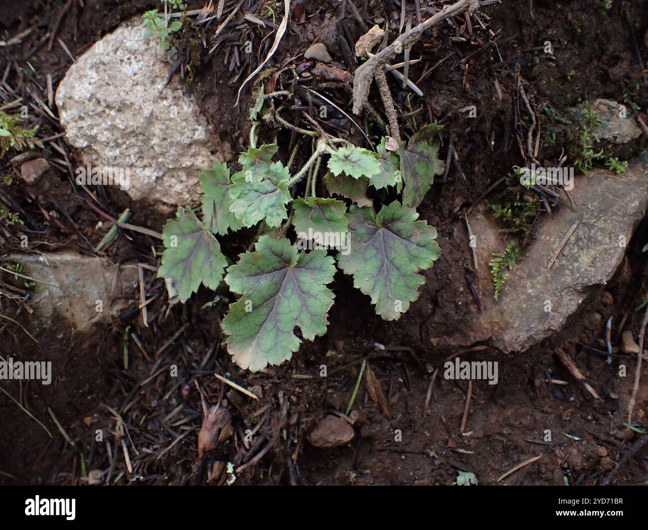 crevice alumroot (Heuchera micrantha Stock Photo - Alamy