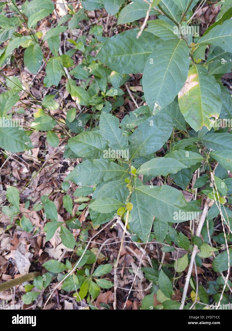 Guinea hen weed hi-res stock photography and images - Alamy