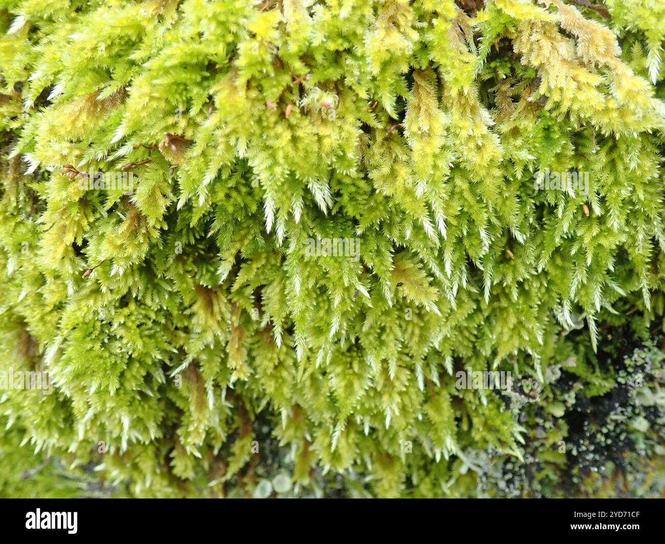 pinnatifid homalothecium moss (Homalothecium aureum Stock Photo - Alamy