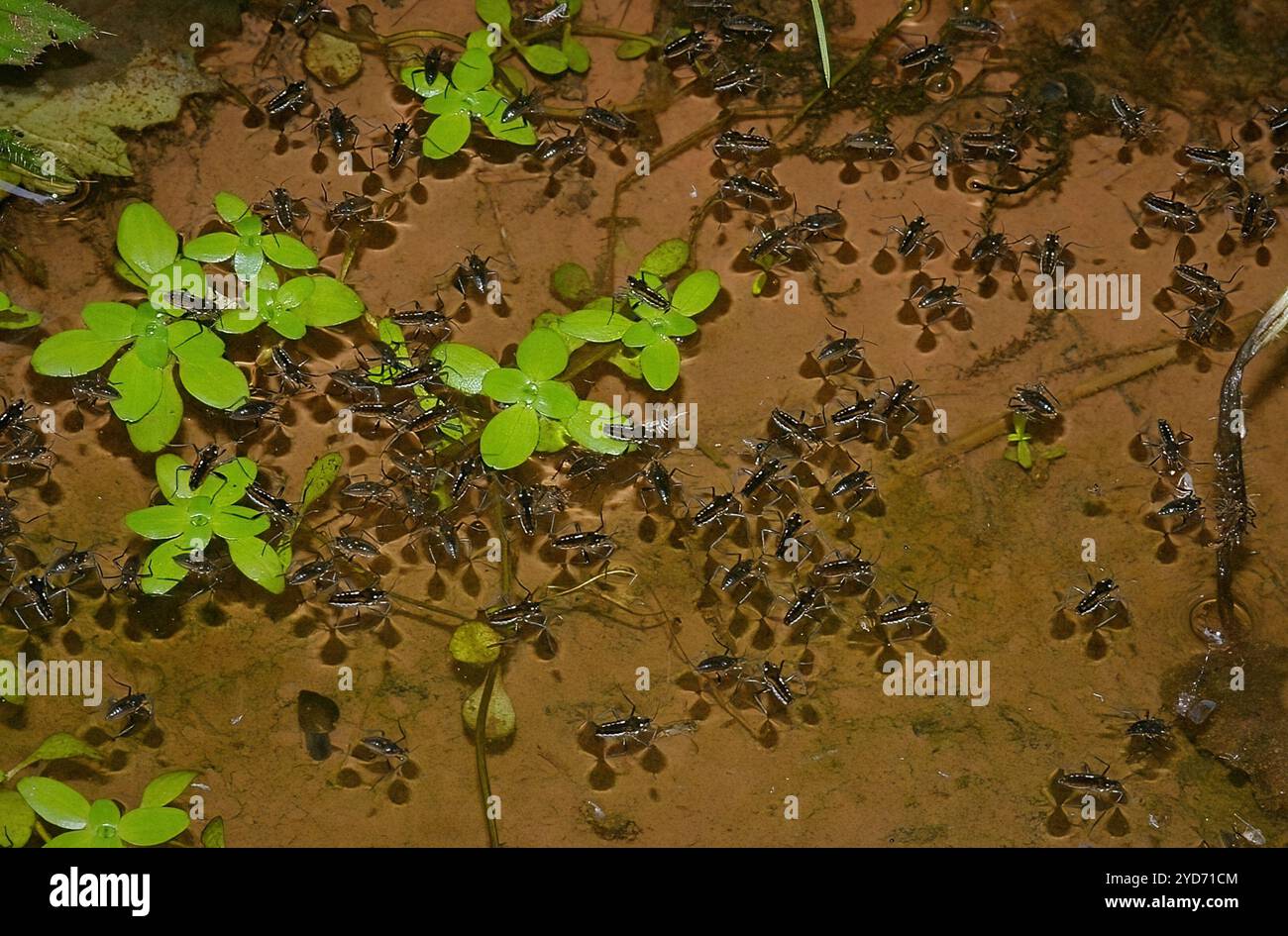 Water Crickets (Velia Stock Photo - Alamy