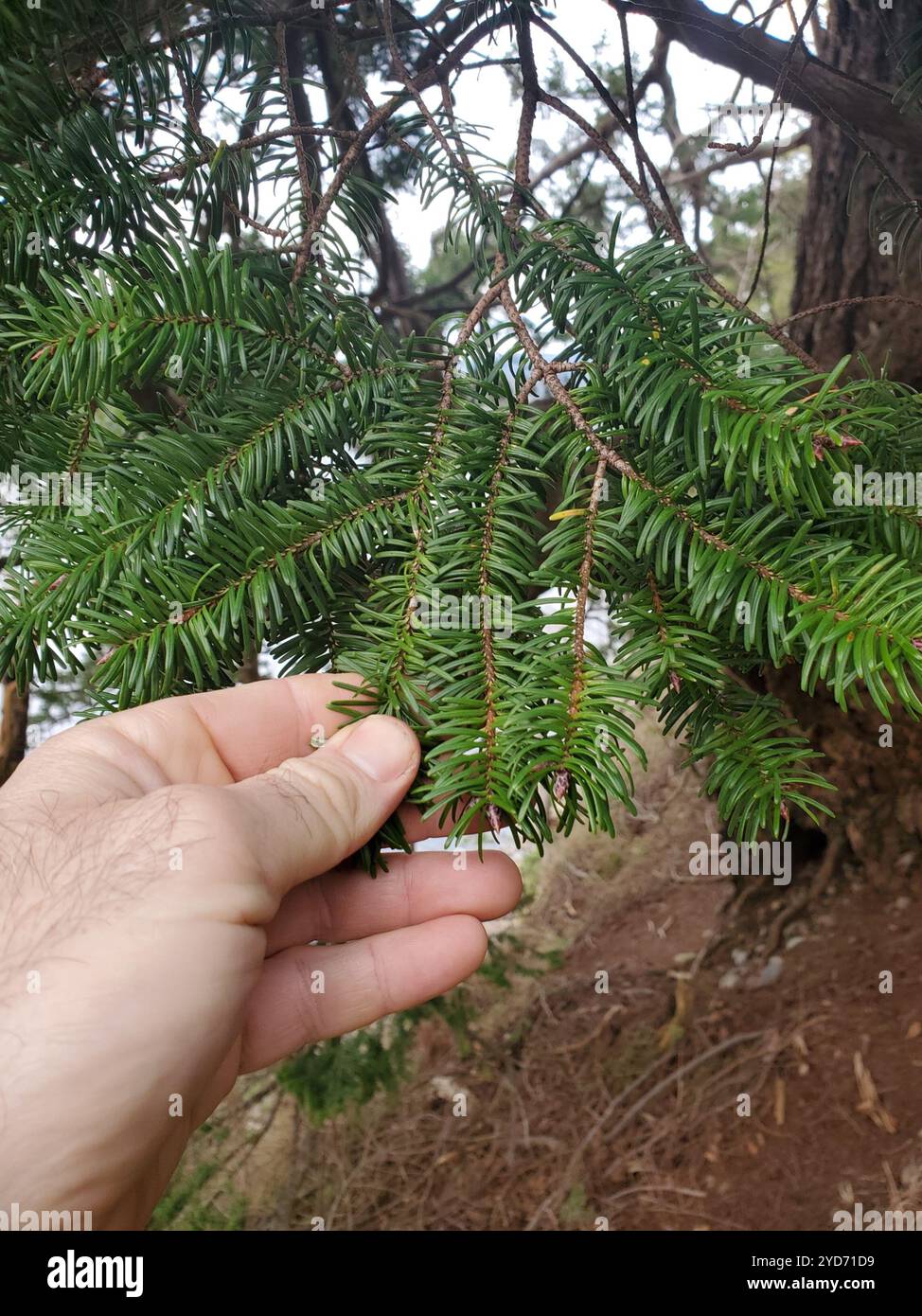 Douglas-Fir Dwarf-Mistletoe (Arceuthobium douglasii Stock Photo - Alamy
