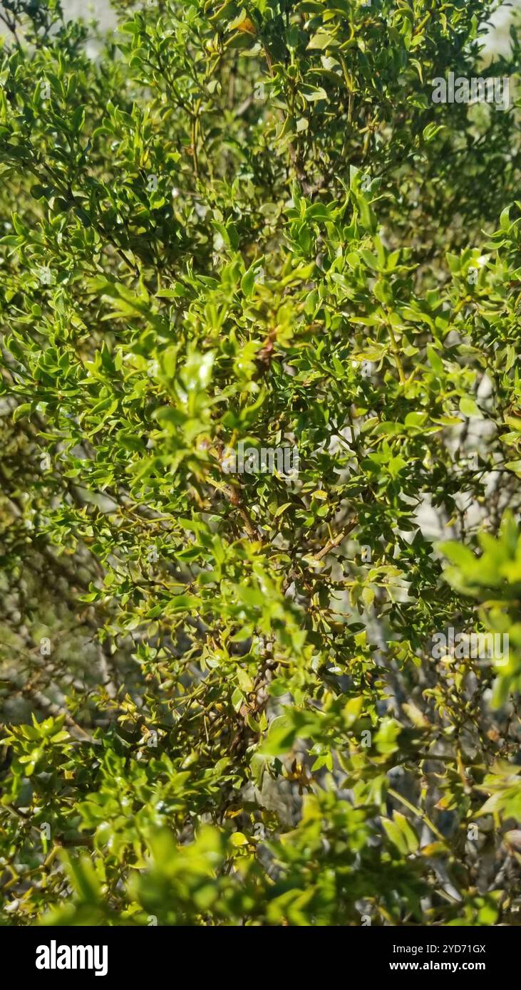 Creosote Bush (Larrea tridentata Stock Photo - Alamy