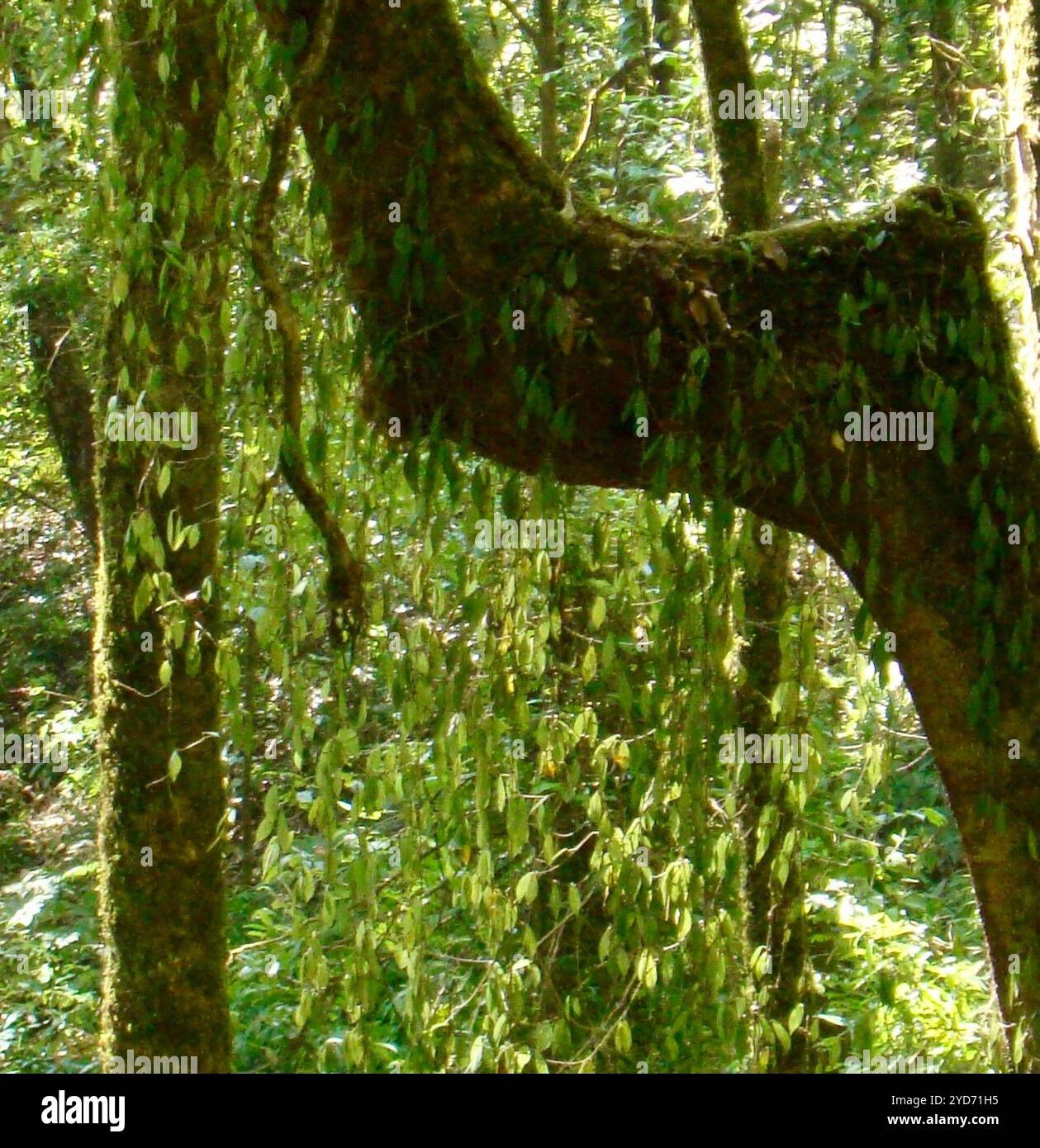 Climbing fig (Ficus pumila Stock Photo - Alamy